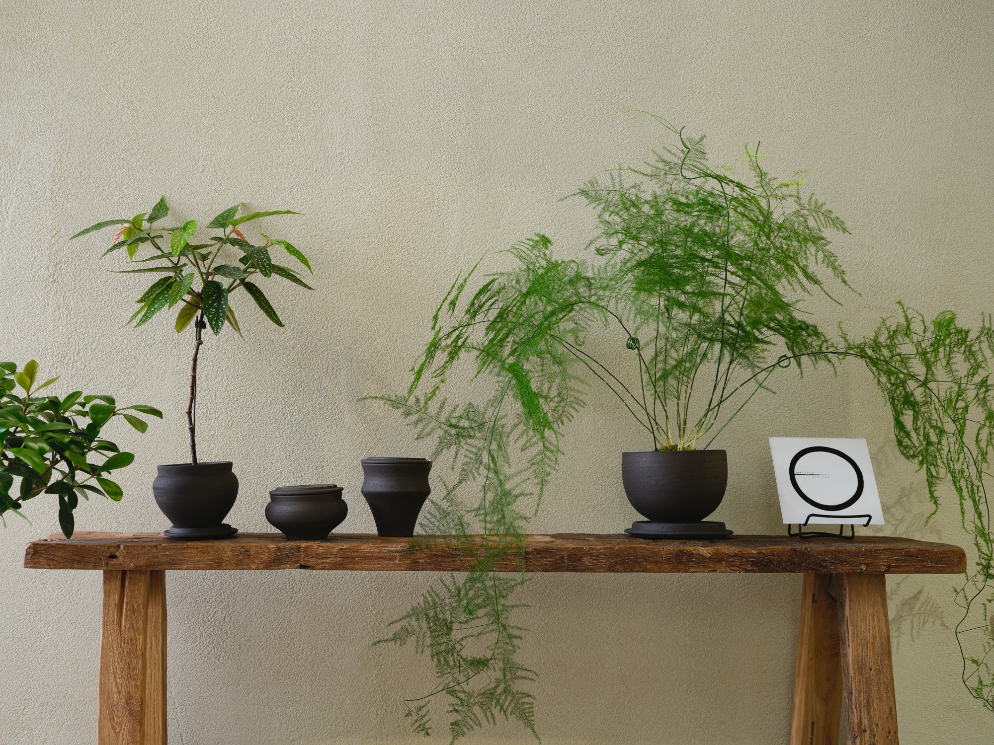 식물과 한 뼘 더 가까워지는 시간 – heyPOP