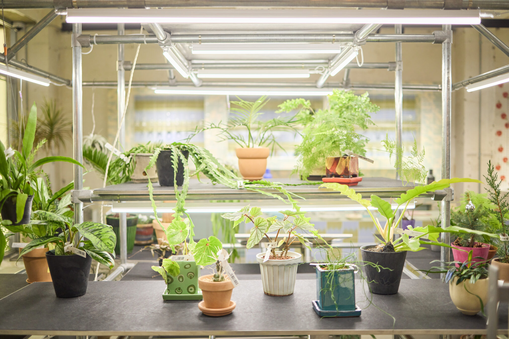 '라이프세터'들의 새로운 놀이터, TTRS ① - heyPOP